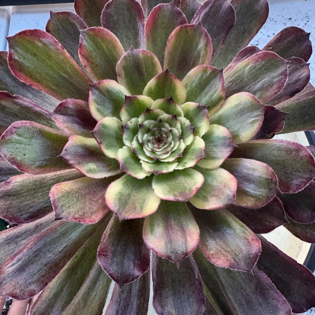 Aeonium Rainbow Poison . Rare Succulents. Variegated Aeonium. Gift for ...