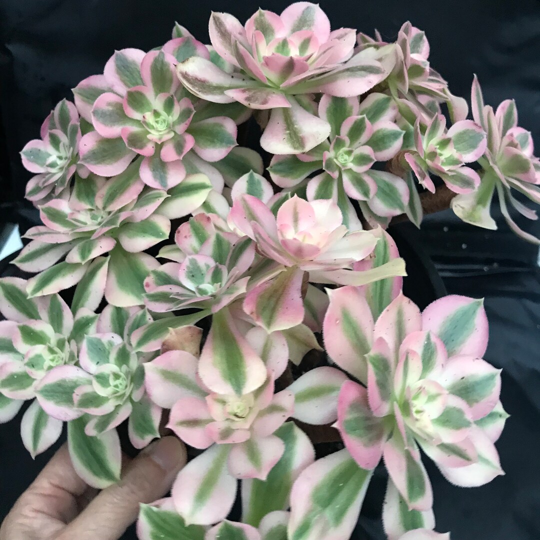 Valentine's Gift. Super Sale. Rare Succulent. Variegated Aeonium Allure ...