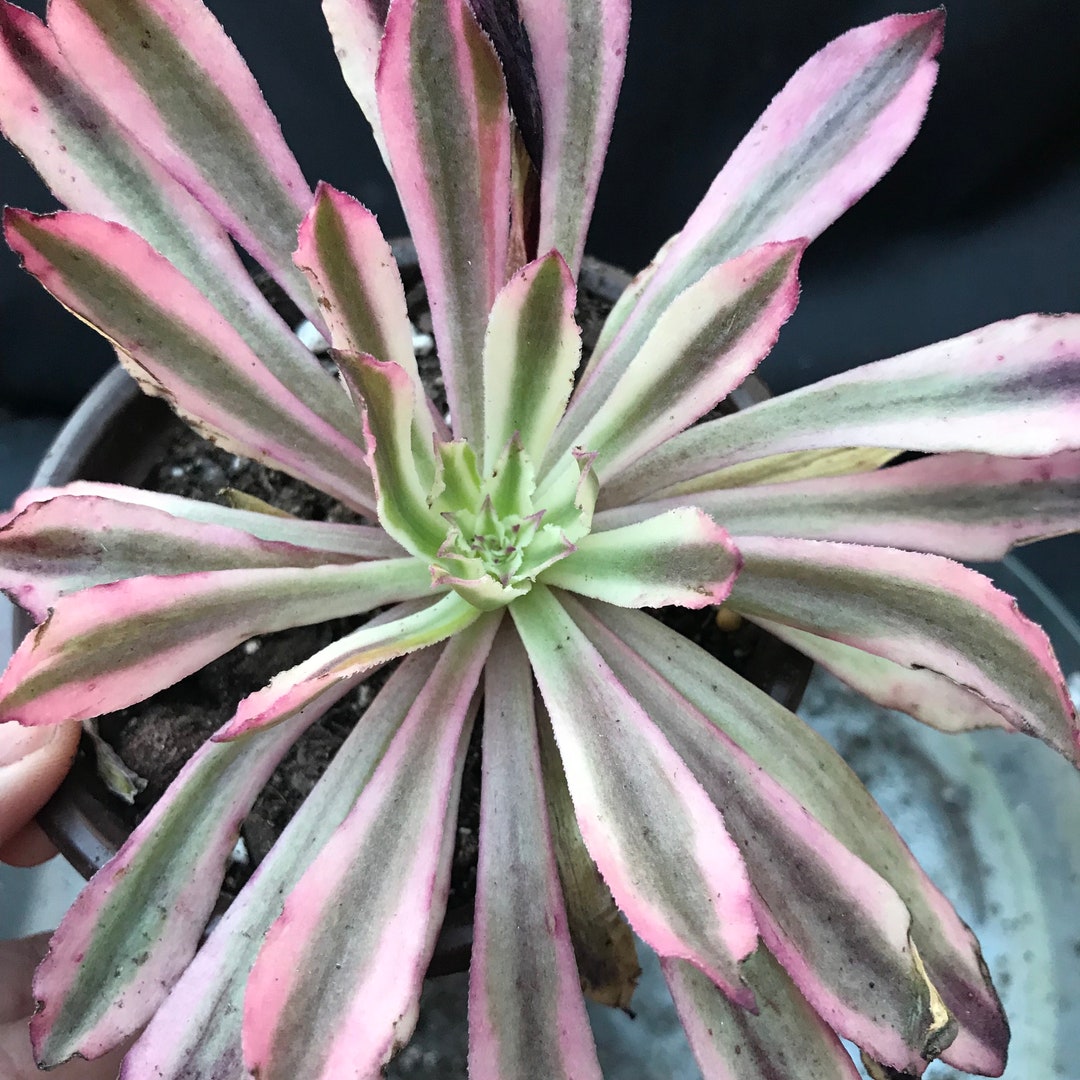 Variegated Rare Succulents. New Arrival. Aeonium Poison. - Etsy