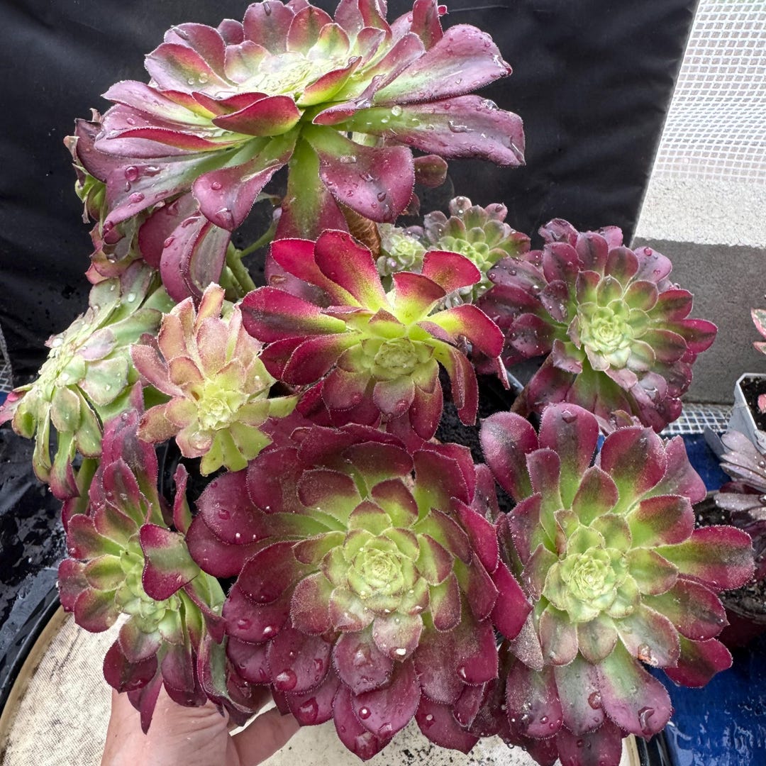 Aeonium Venus Mutant Cluster. Rare Succulents. Variegated Aeonium. Gift ...