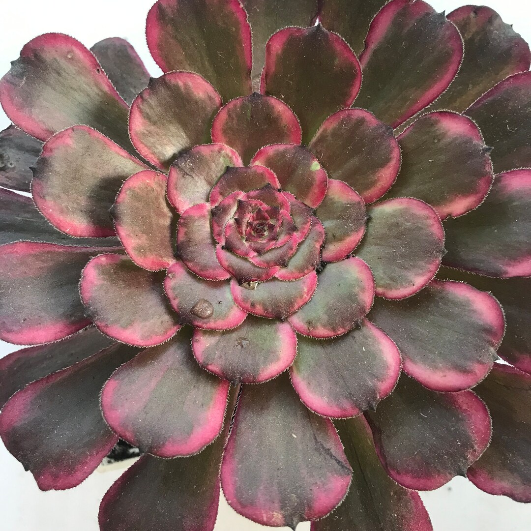 Aeonium Red King Kong. Rare Aeonium. Mother's Day Gift - Etsy