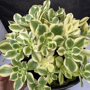 Aeonium Maybach Cluster. Rare Succulents. Variegated Aeonium. Gift for ...