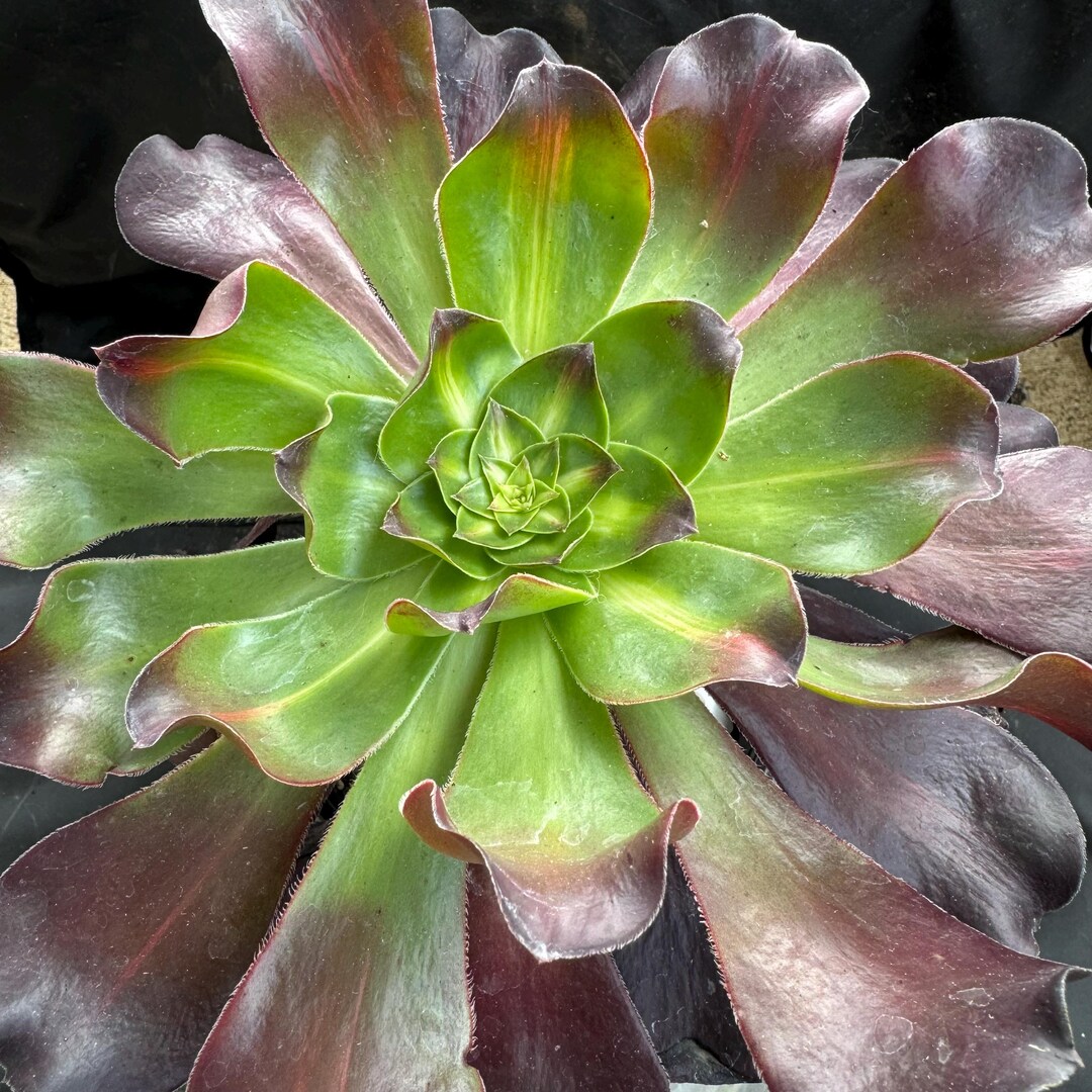 Aeonium Voodoo Phantom Variegata . Variegated Aeonium.gift for Plant ...