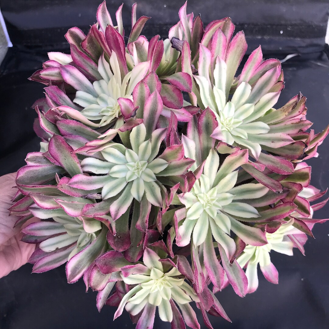 Variegated Rare Succulents. New Arrival. Aeonium Fairy Ink Cluster ...