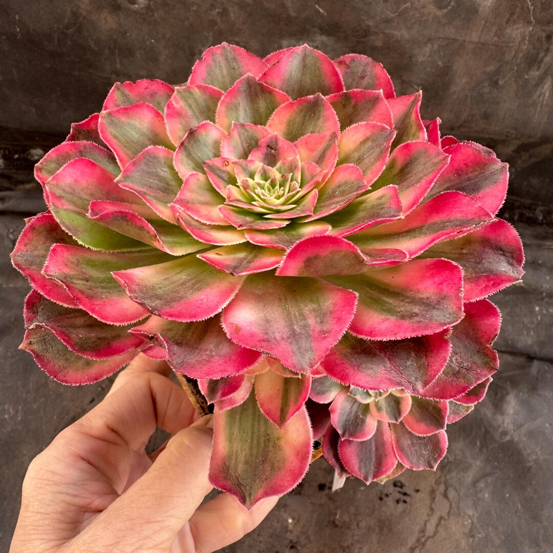 Aeonium New Hybrid Carat Love Cluster. Rare Variegated Succulent ...