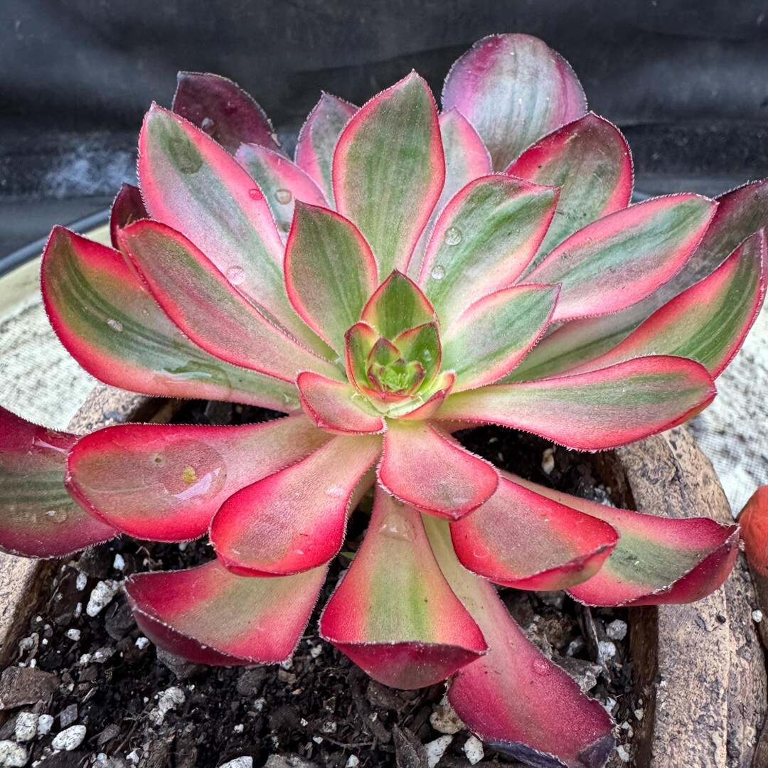 Aeonium Voodoo Red Witch. Rare Succulents. Variegated Aeonium. Gift for ...