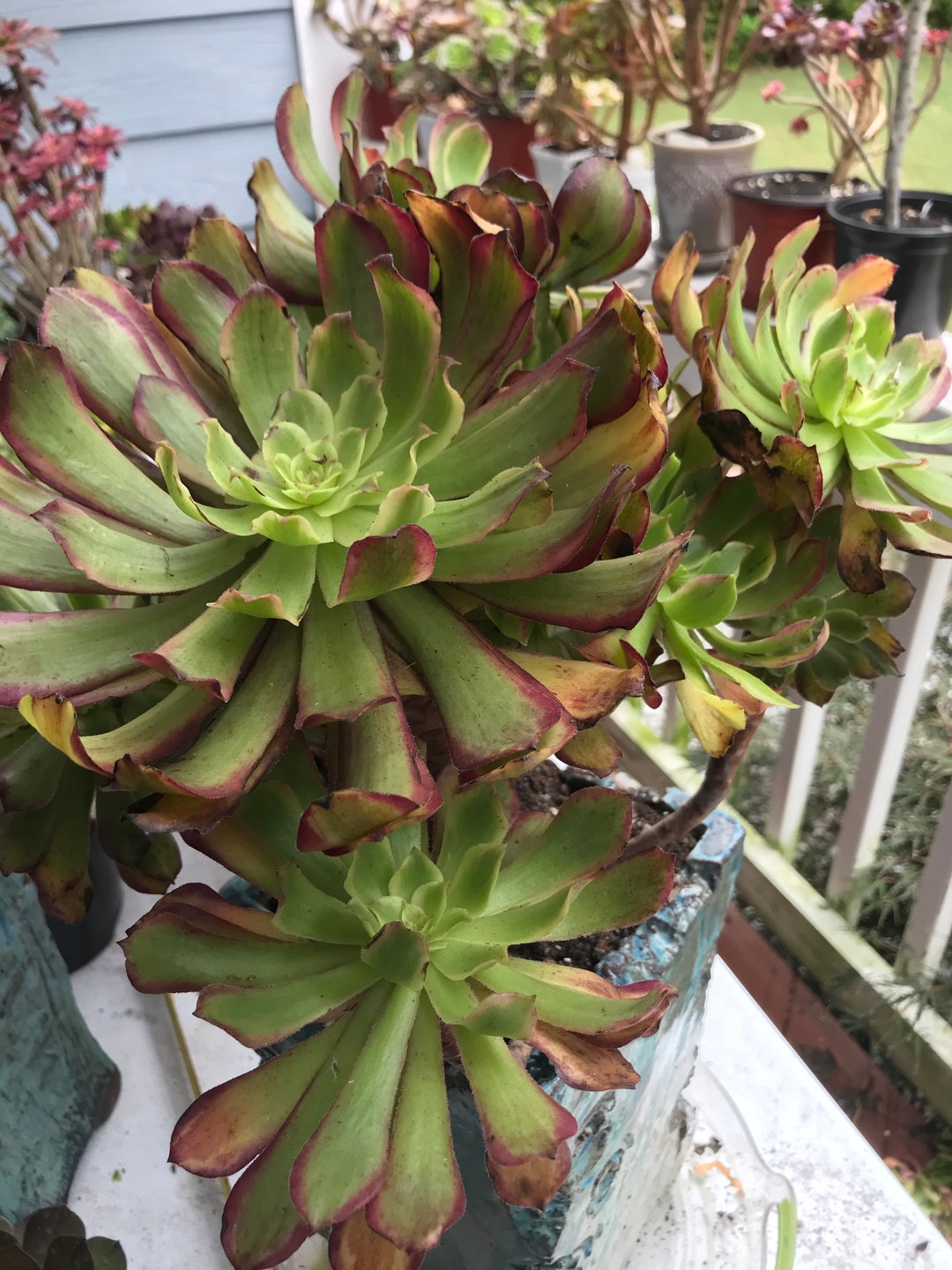 Rare Succulent. Variegated Aeonium Pink Daisy Huge Cluster - Etsy