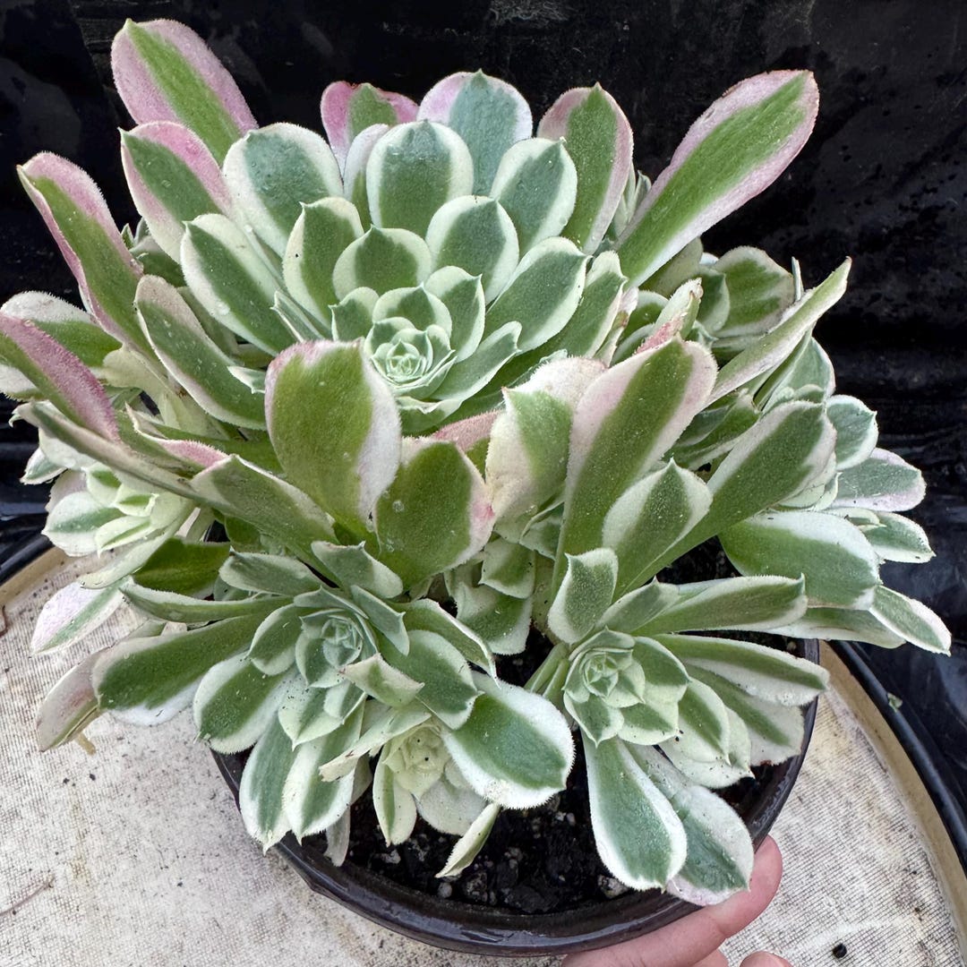 Aeonium Winston Cluster. New Hybrid. Rare Succulents. Variegated ...