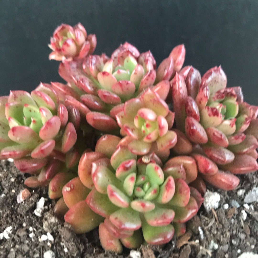 Rare Succulent. Variegated Echeveria Ruby Red Cluster. - Etsy