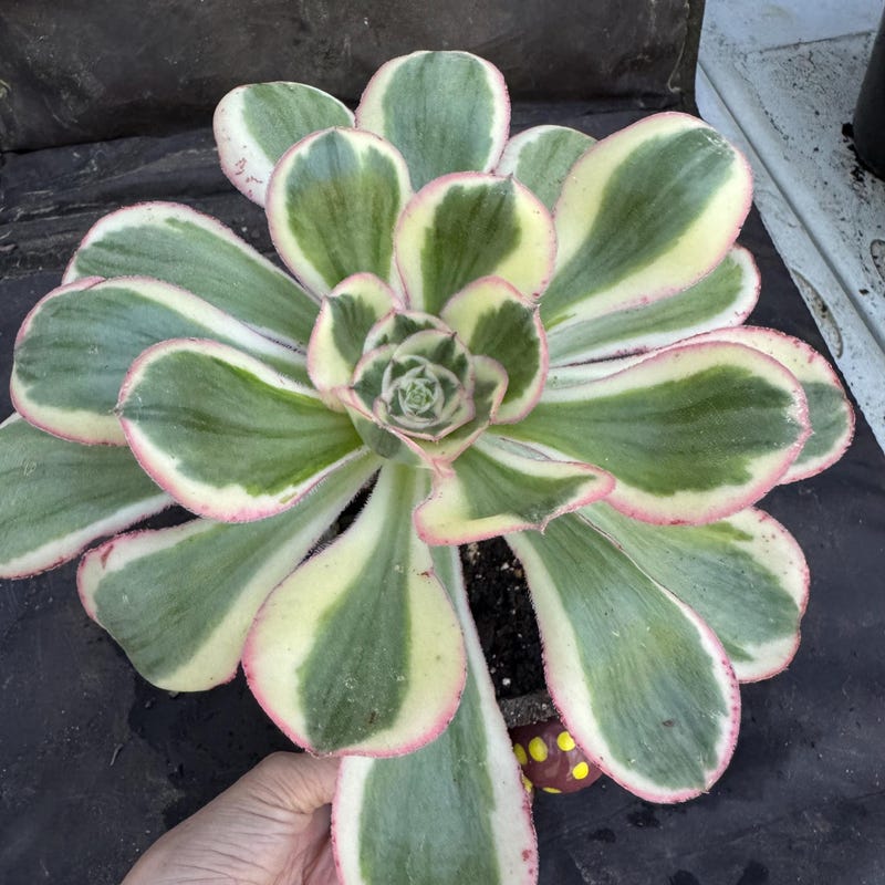 AeoniumCollectible - Etsy