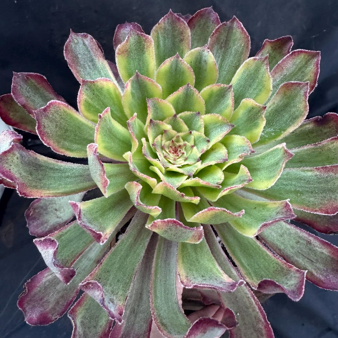 Aeonium Rainbow Poison. Rare Variegated Aeonium.holiday Gift for Plant ...
