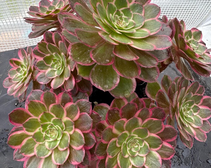 Aeonium Merlot - Etsy