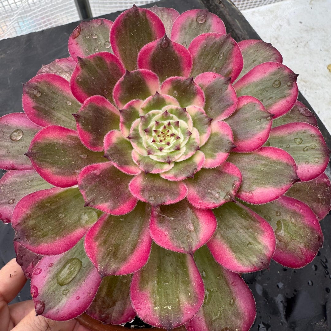 Aeonium Titan . Rare Succulents. Variegated Aeonium. Gift for Plant ...