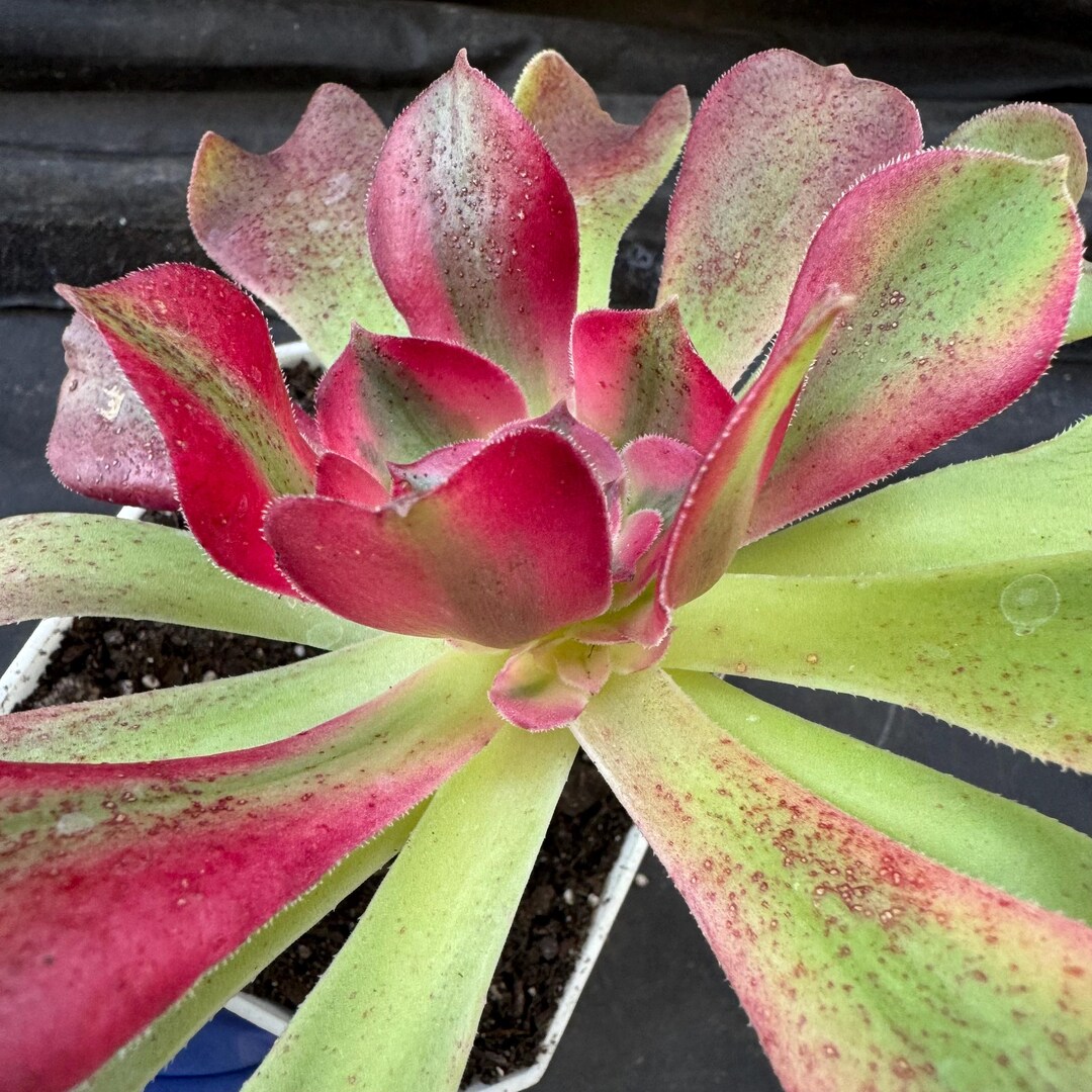Aeonium Princess With a Baby. Variegated Aeonium.holiday Gift for Plant ...