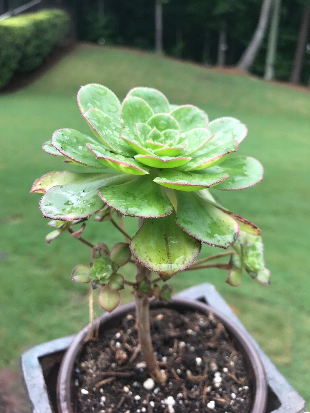 Aeonium Butterfly Cluster. Photos Taken 7-15-23. Rare Aeonium - Etsy