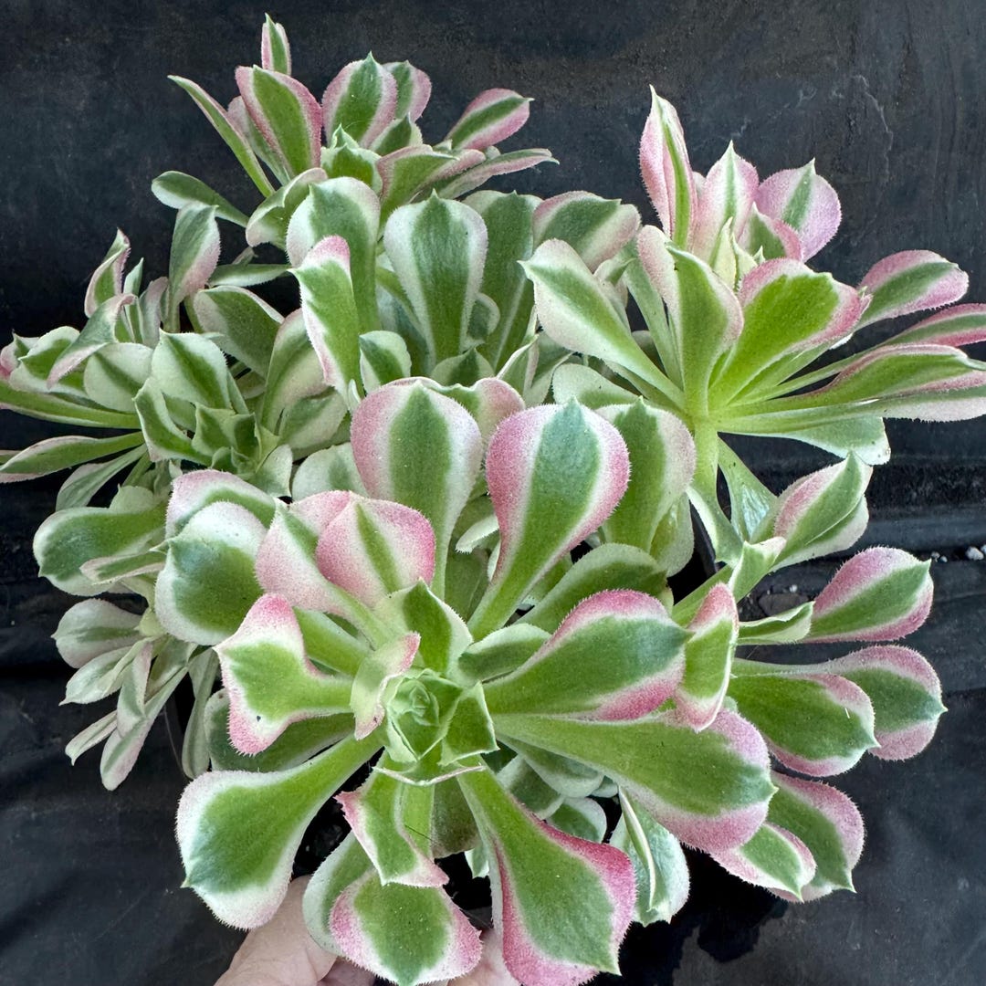 Aeonium White Phoenix Cluster | Rare Variegated Succulent - Etsy