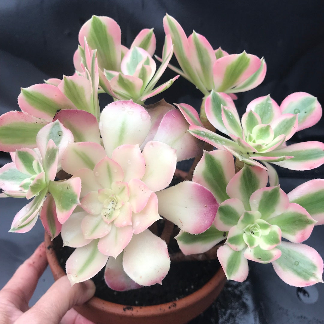 Super Sale. Rare Succulent. Variegated Aeonium Allure Cluster Tree ...