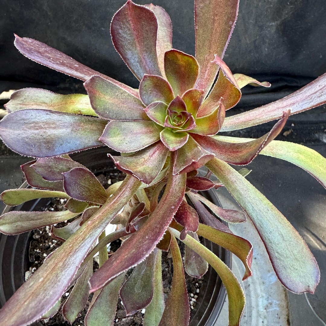 Aeonium Rainbow Small Cluster . Variegated Aeonium.gift for Plant ...