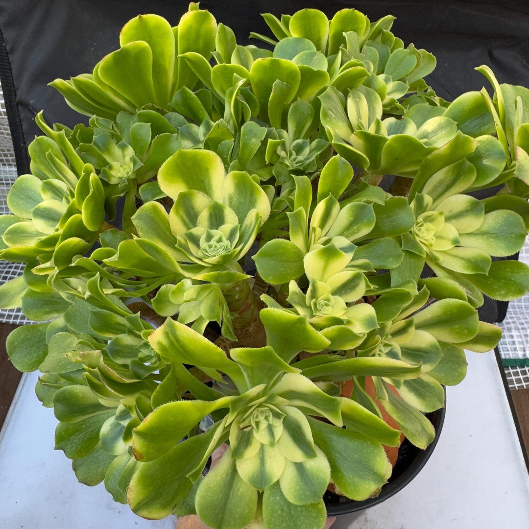 Aeonium Maybach Cluster. Rare Succulents. Variegated Aeonium. Holiday ...