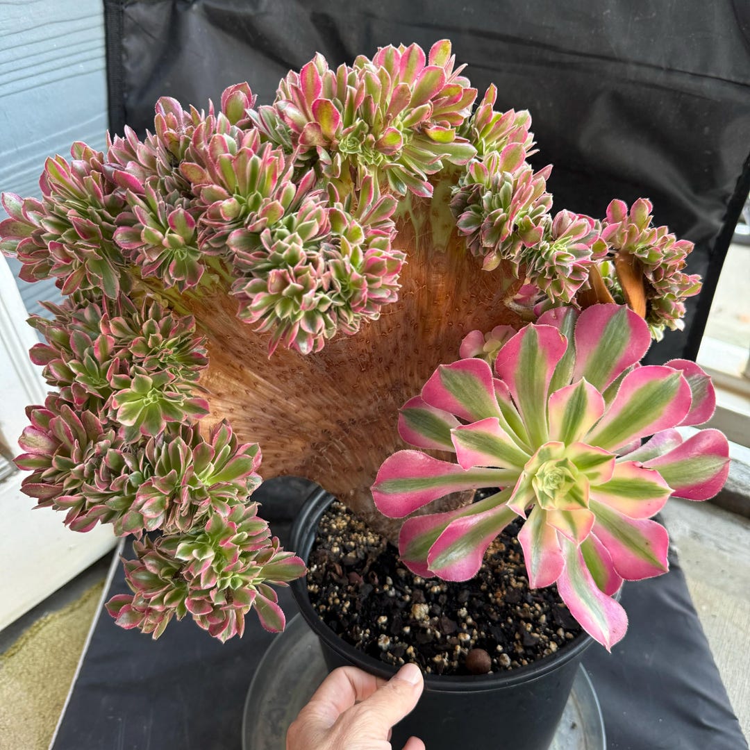 Rare Succulent. Aeonium Pink Witch Massive Crested. Variegated Aeonium ...