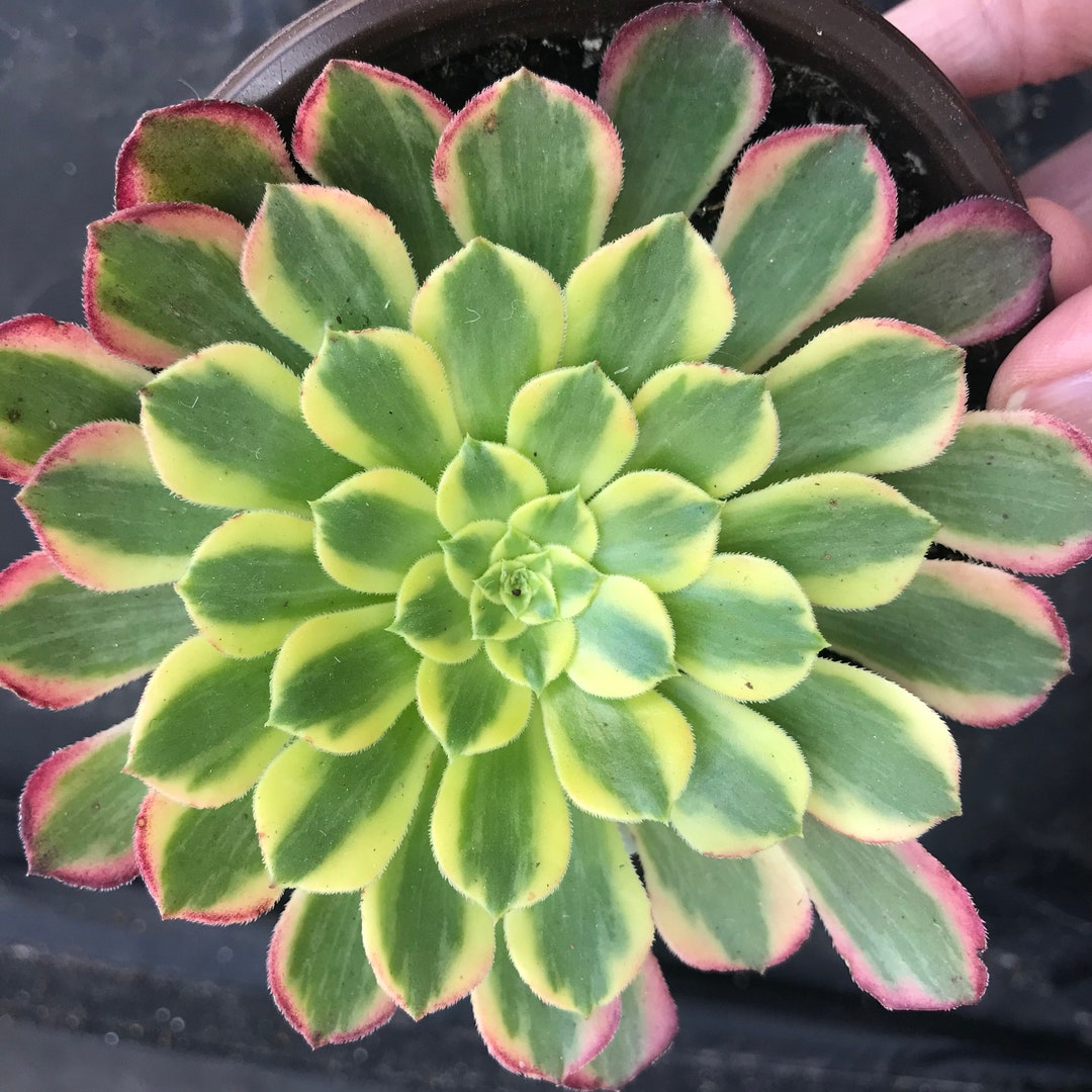 Variegated Rare Succulents. New Arrival. Aeonium Morning Glow ...