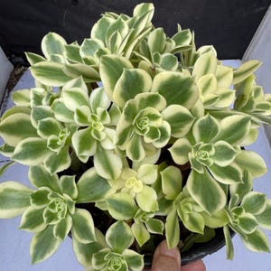 Aeonium Maybach Cluster. Rare Succulents. Variegated Aeonium. Gift for ...