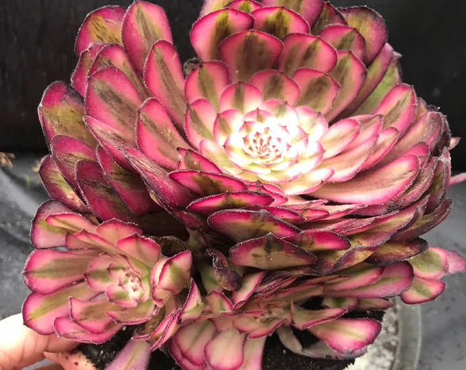 Variegated Rare Succulents. New Arrival. Aeonium Pure Moon Light ...