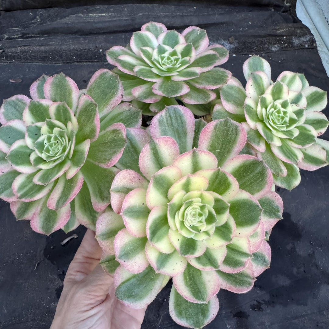 Aeonium Yuzi Cluster. Rare Succulents. Variegated Aeonium. Gift for ...