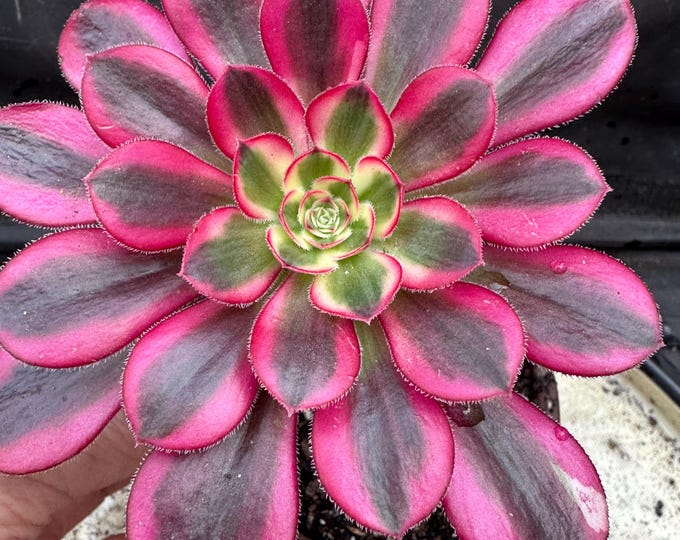 Aeonium Chanelle. Rare Succulents. Variegated Aeonium. Gift for Plant ...