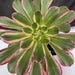 Aeonium Ink Fairy Cluster. Rare Variegated Aeonium.holiday Gift for ...