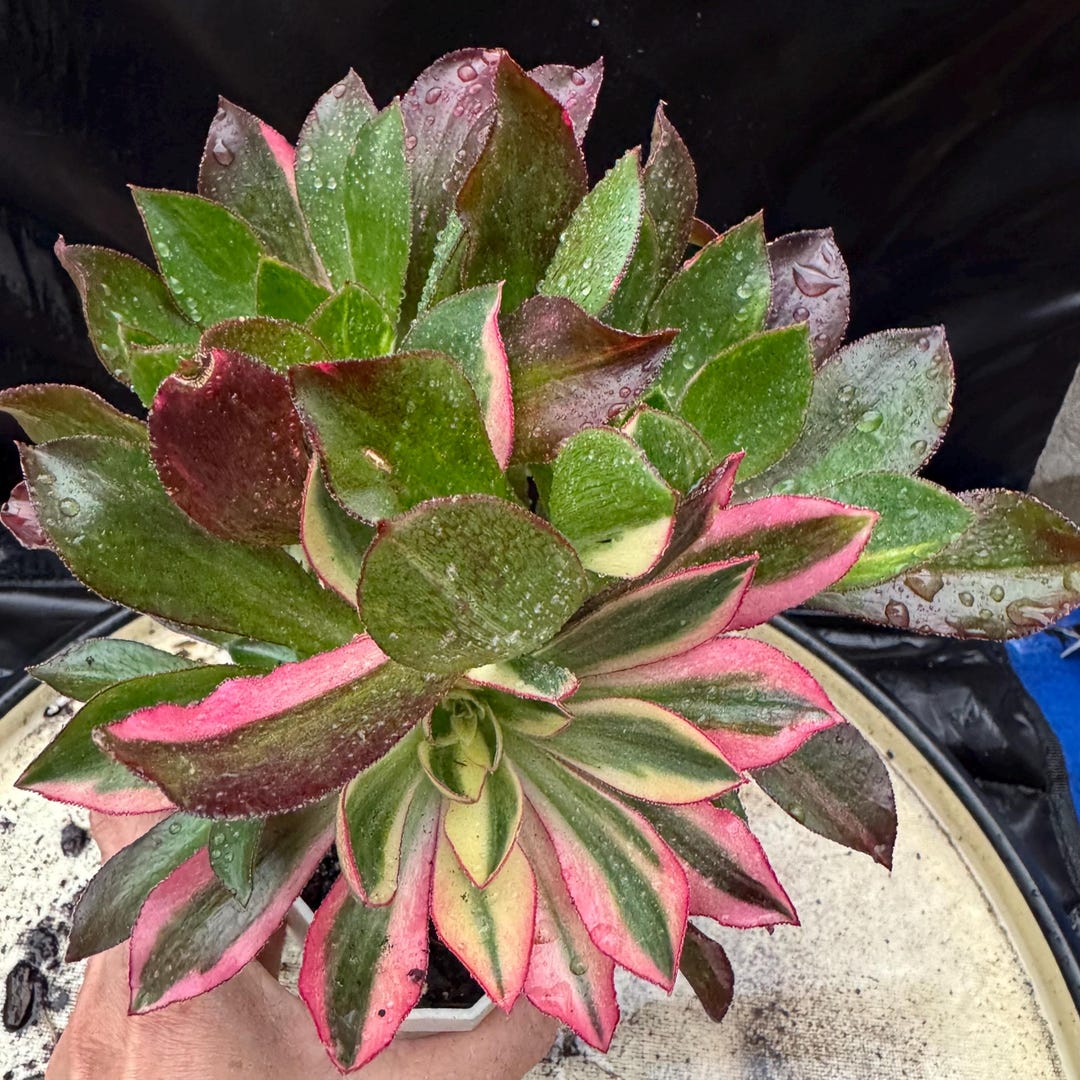 Aeonium Two Hybrids in One. Ice Warrior and Phantom. Incredibly Rare ...