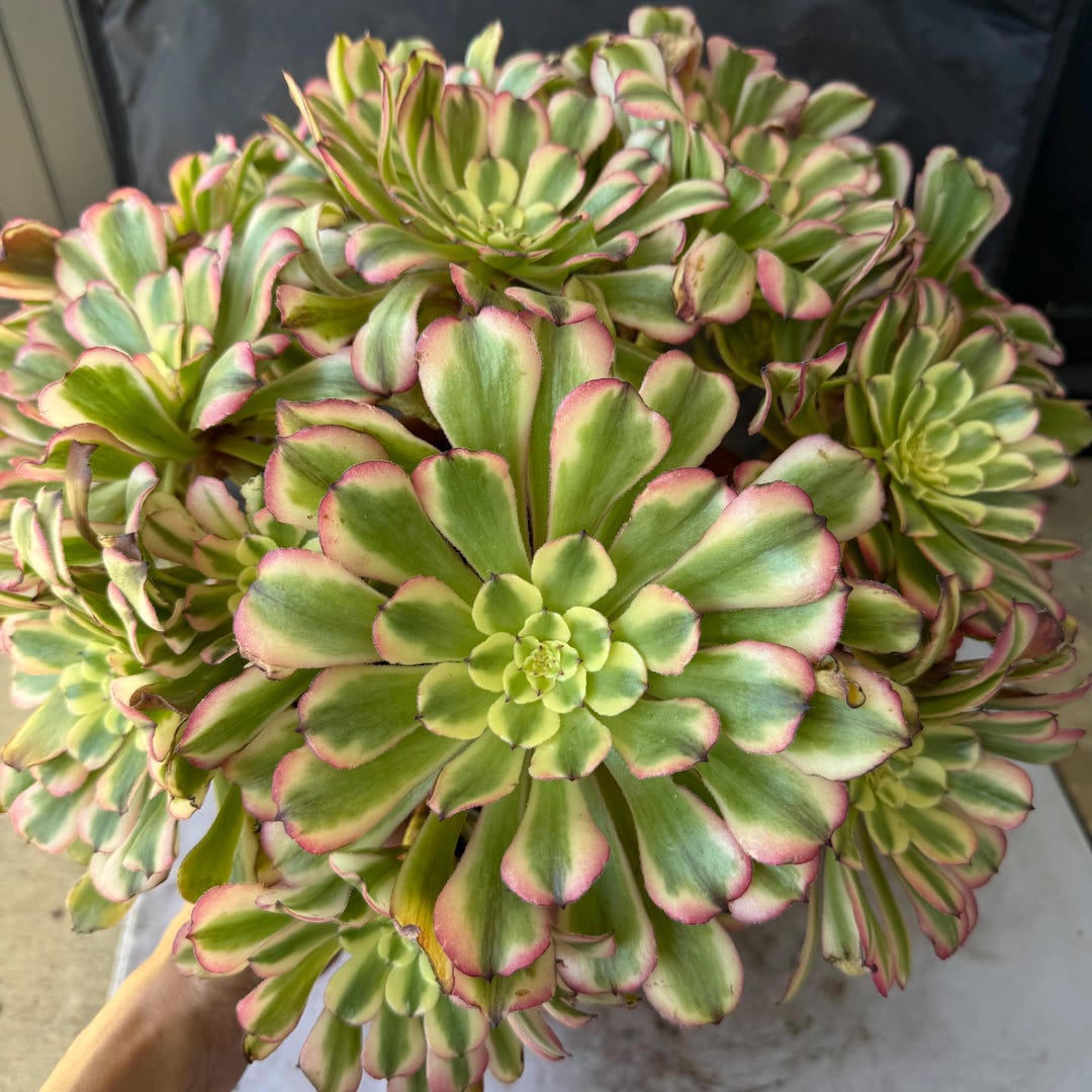 Aeonium Massive Cluster. Rare Succulents. Variegated Aeonium. Gift for ...