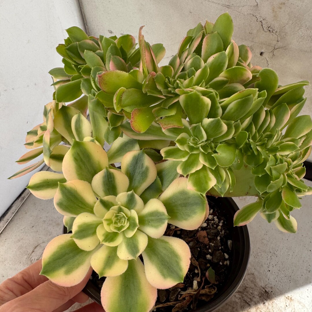 Aeonium Crested Perfume Concubine . Rare Succulents. Variegated Aeonium ...