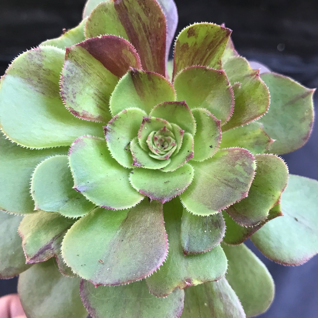 Variegated Rare Succulents. New Arrival. Aeonium Halloween Silk Cluster ...