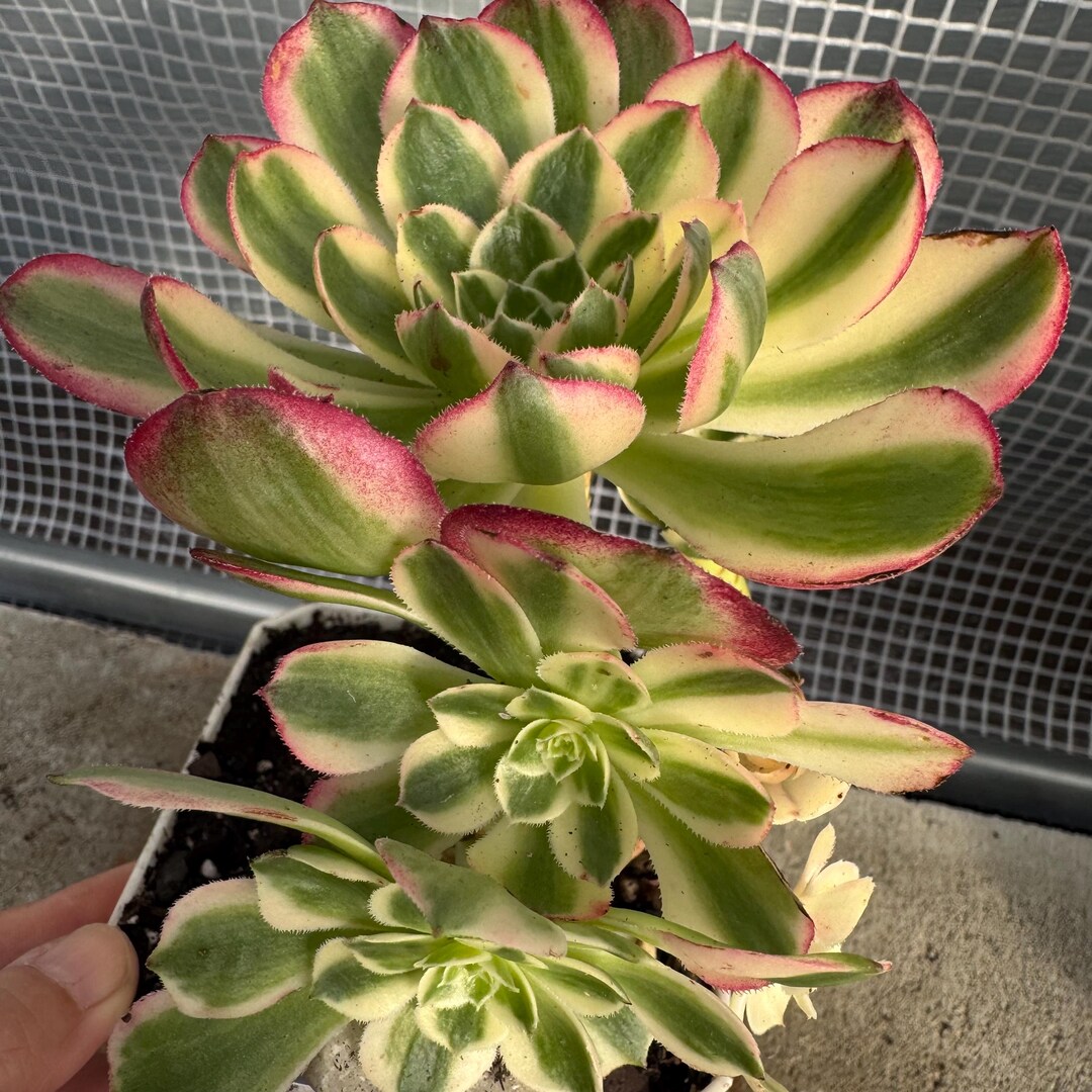 Aeonium Yuzi Cluster. Rare Succulents. Variegated Aeonium. Gift for ...