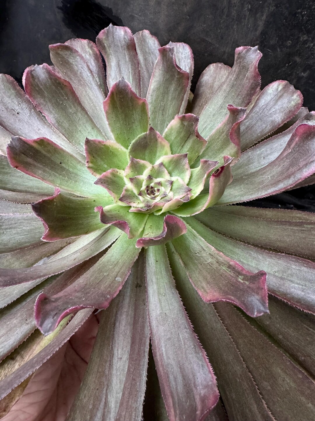 Aeonium Ink Painting Huge. Variegated Aeonium.gift for Plant Moms - Etsy