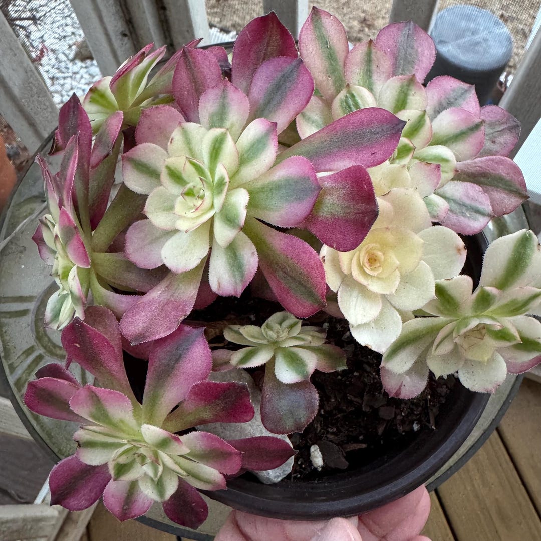 Aeonium Allure Cluster. Rare Succulents. Variegated Aeonium. Gift for ...