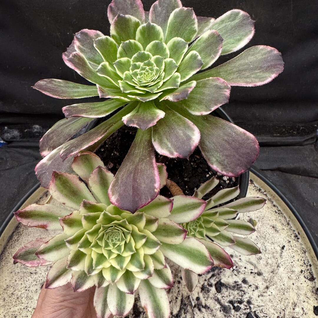 Aeonium Ink Painting and Fairy Ink Two Hybrids in One Cluster. Rare ...