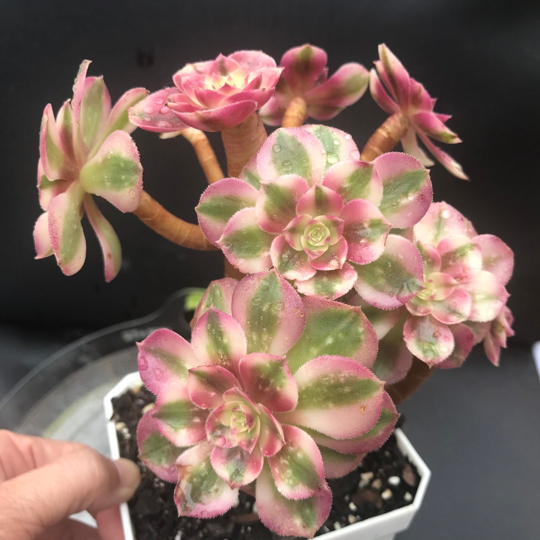 Variegated Rare Succulent. Aeonium Allure Cluster. Great Deal. - Etsy