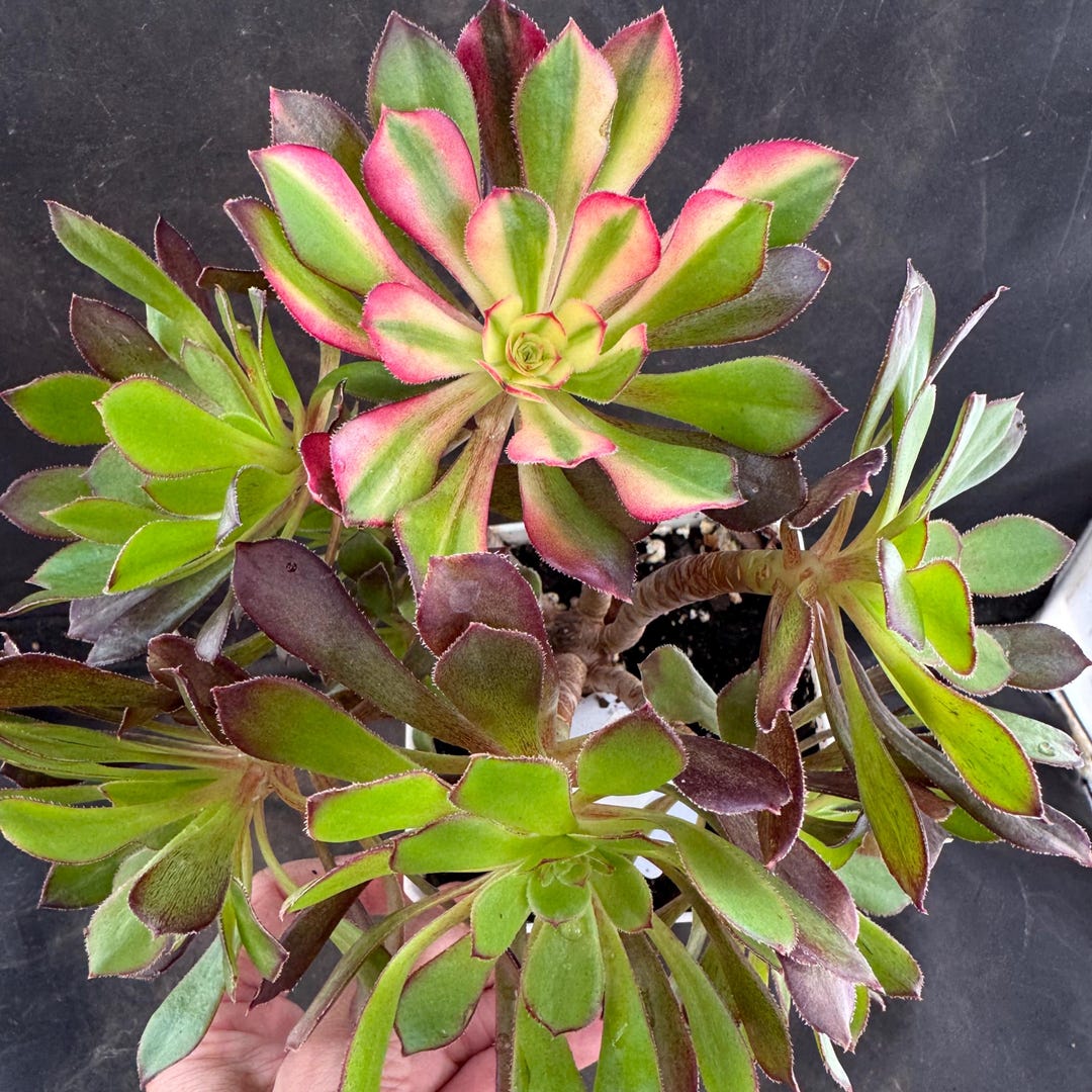 Aeonium Rainbow Cluster. Rare Variegated Aeonium.holiday Gift for Plant ...