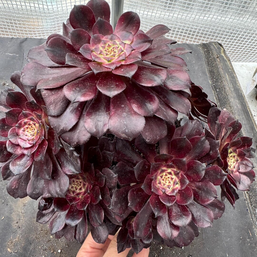 Aeonium Meiji Cluster. Rare Succulents. Variegated Aeonium. Gift for ...