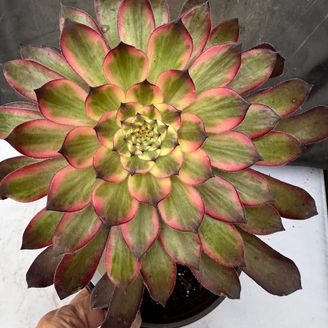 Aeonium Rainbow Poison. Rare Succulents. Variegated Aeonium. Holiday ...