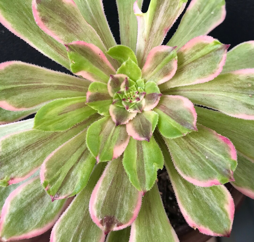 Aeonium Pink Daisy Variegated. Variegated Aeoniums. Gift for Plant ...