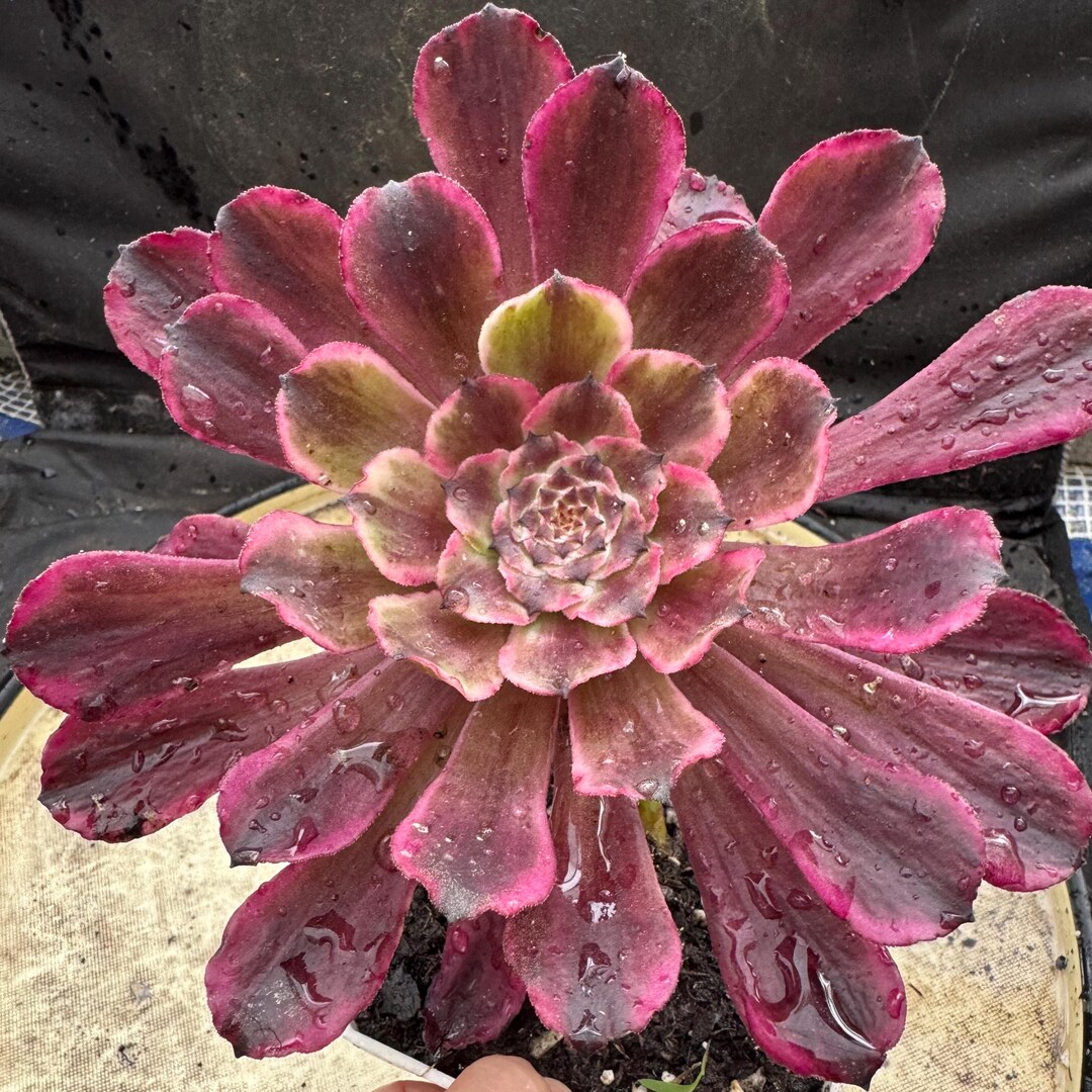 Aeonium History. Rare Succulents. Variegated Aeonium. Holiday Gift for ...
