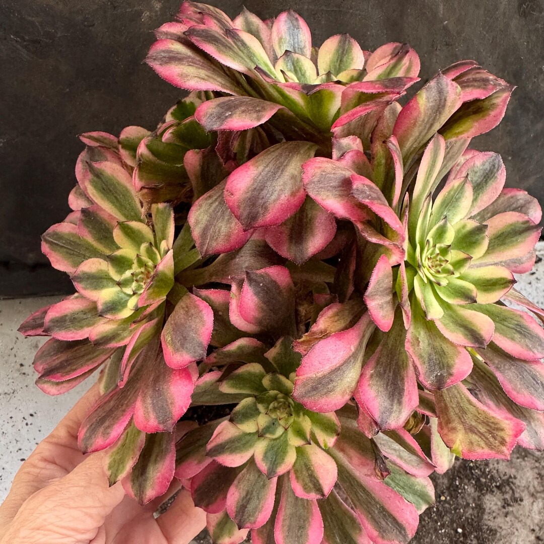 Aeonium Rouge New Hybrid Cluster. Rare Succulents. Variegated Aeonium ...