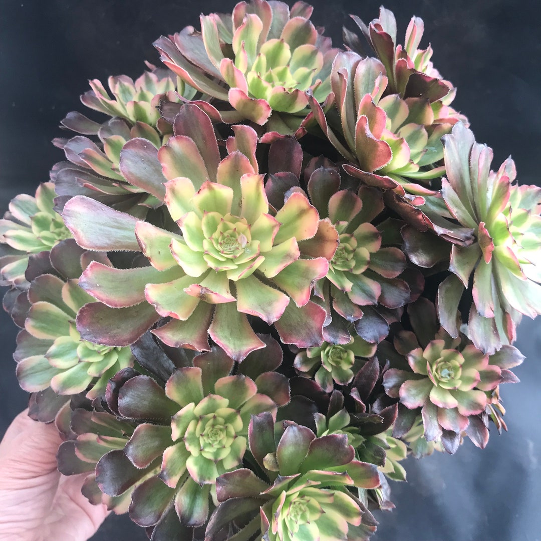 Aeonium Venus Cluster . Rare Aeonium. Mother's Day Gift - Etsy