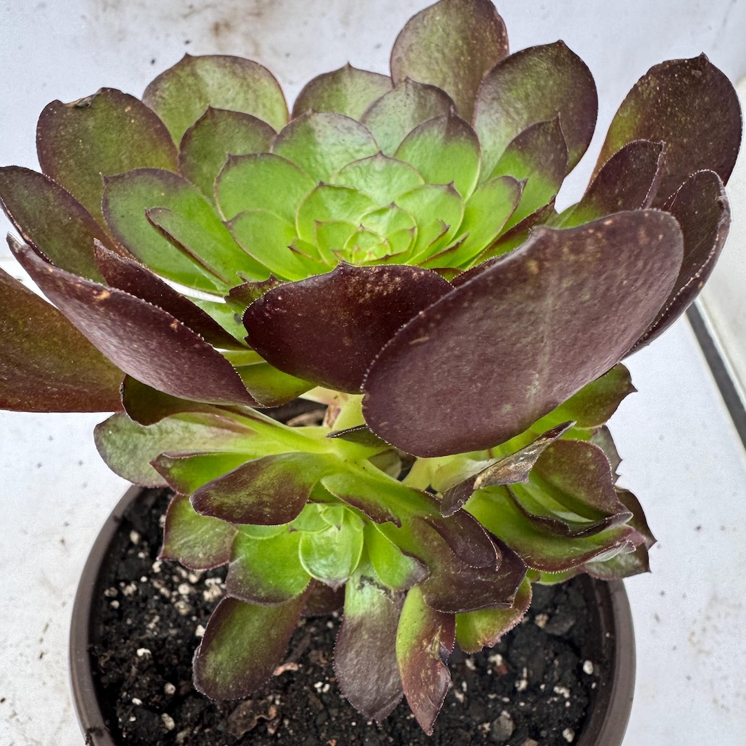 Aeonium Black Rose Cluster. Rare Succulents. Variegated Aeonium. Gift ...