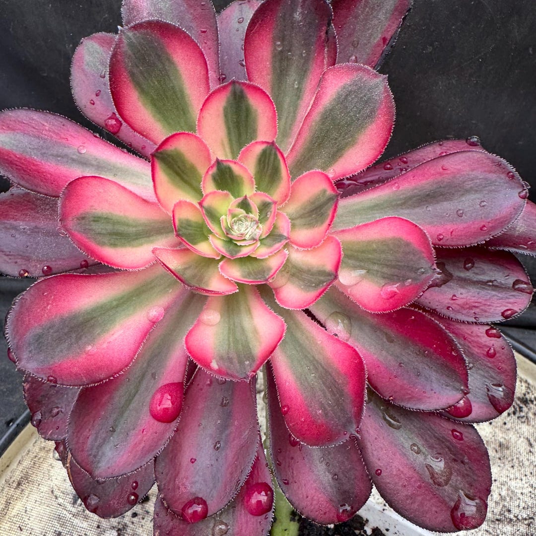 Aeonium Chanelle. Rare Succulents. Variegated Aeonium. Gift for Plant ...