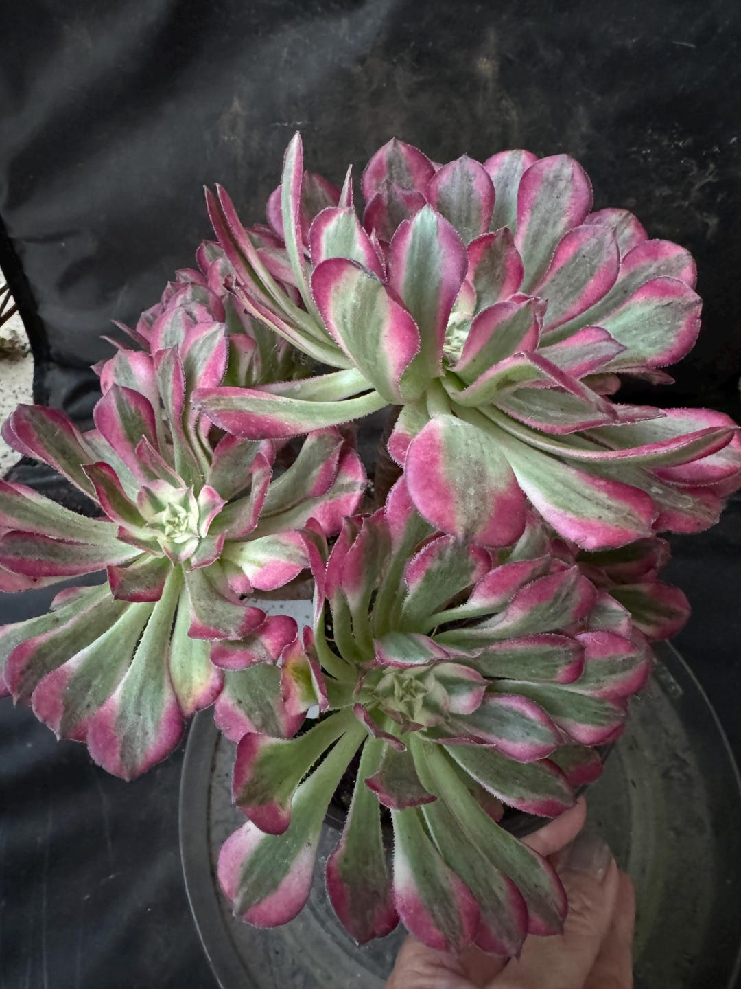 Rare Variegated Succulent. Aeonium Pink Copper Vase Cluster. Variegated ...