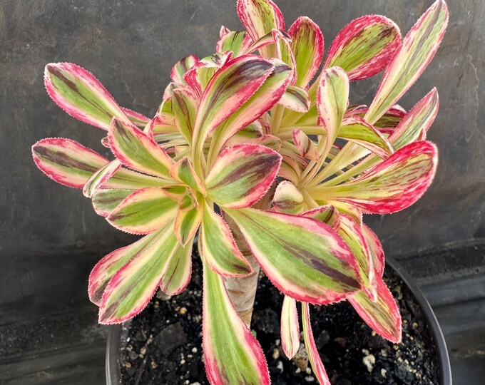 Rare Aeonium V With 5 Babies Succulent: Variegated Collector's Plant - Etsy
